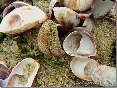Home in New England: Cape Cod…Seashells by the Seashore & a little ...